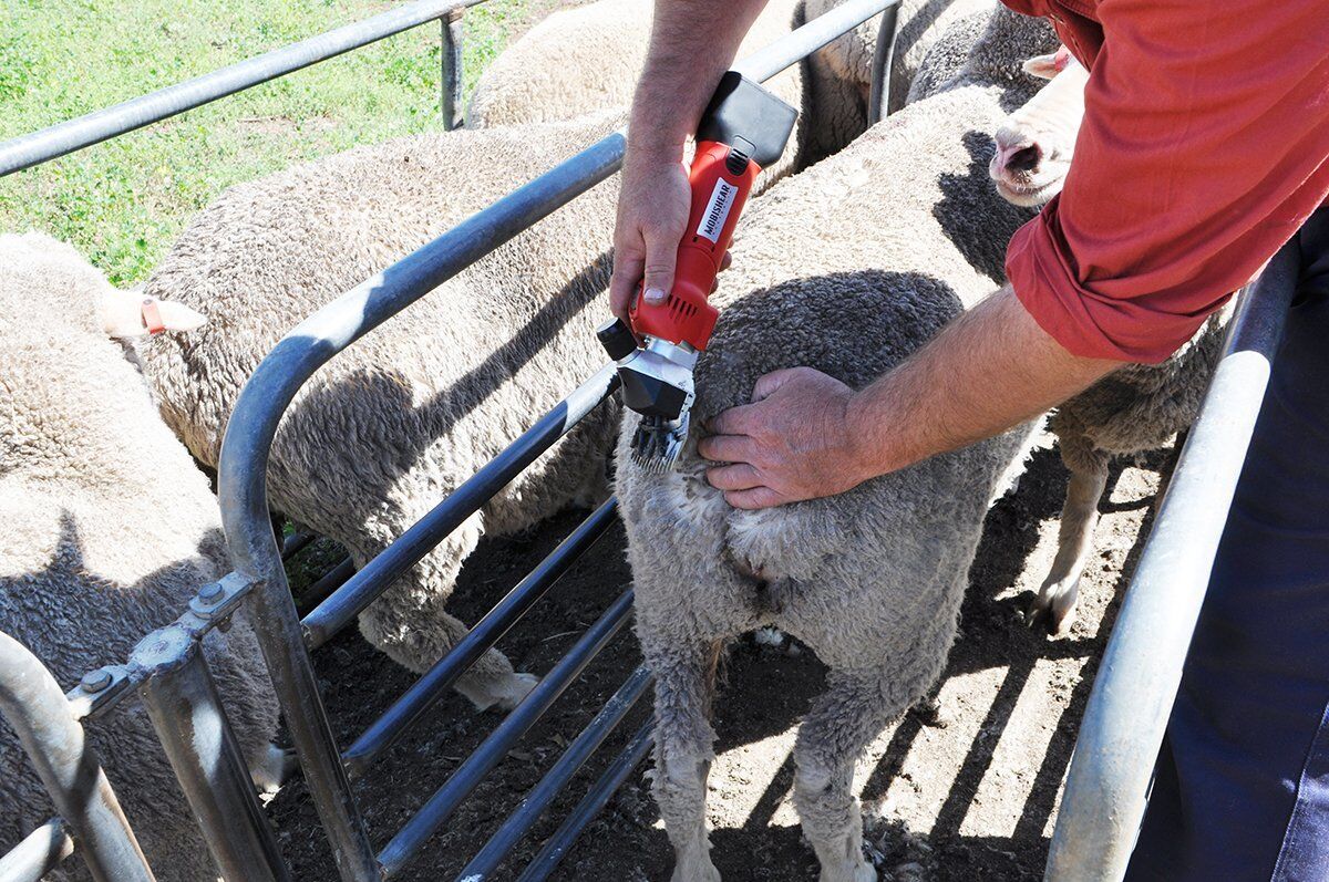 100% Cordless Battery Powered Shearing Handpiece | Mobishear